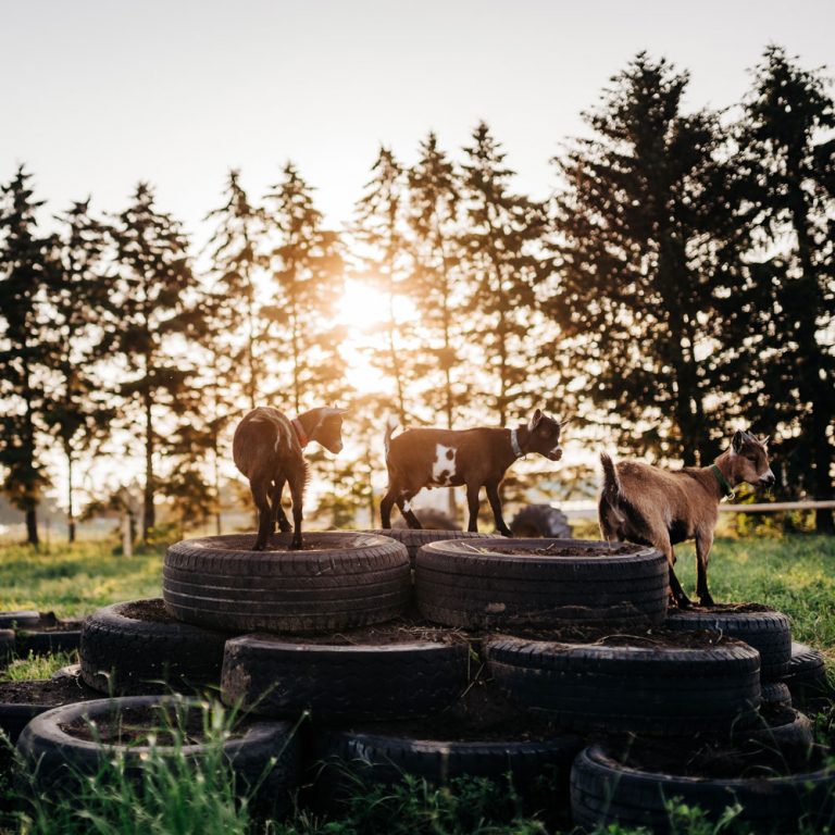 Experiences | Udderly Ridiculous Farm Life | Goat & Alpaca Farm | Ontario