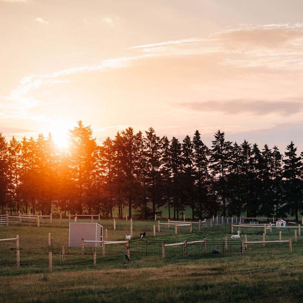 Udderly Ridiculous Farm Life | Alpaca & Goat Farm | Bright, Ontario