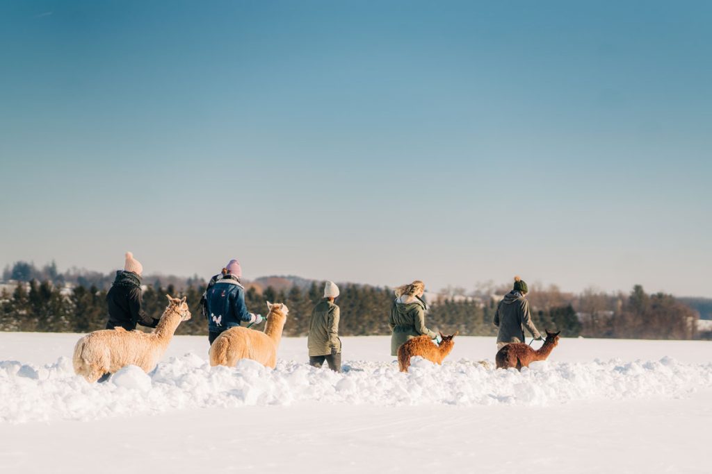 Alpaca Walks | Udderly Ridiculous Farm Life | Alpaca Farm | Ontario