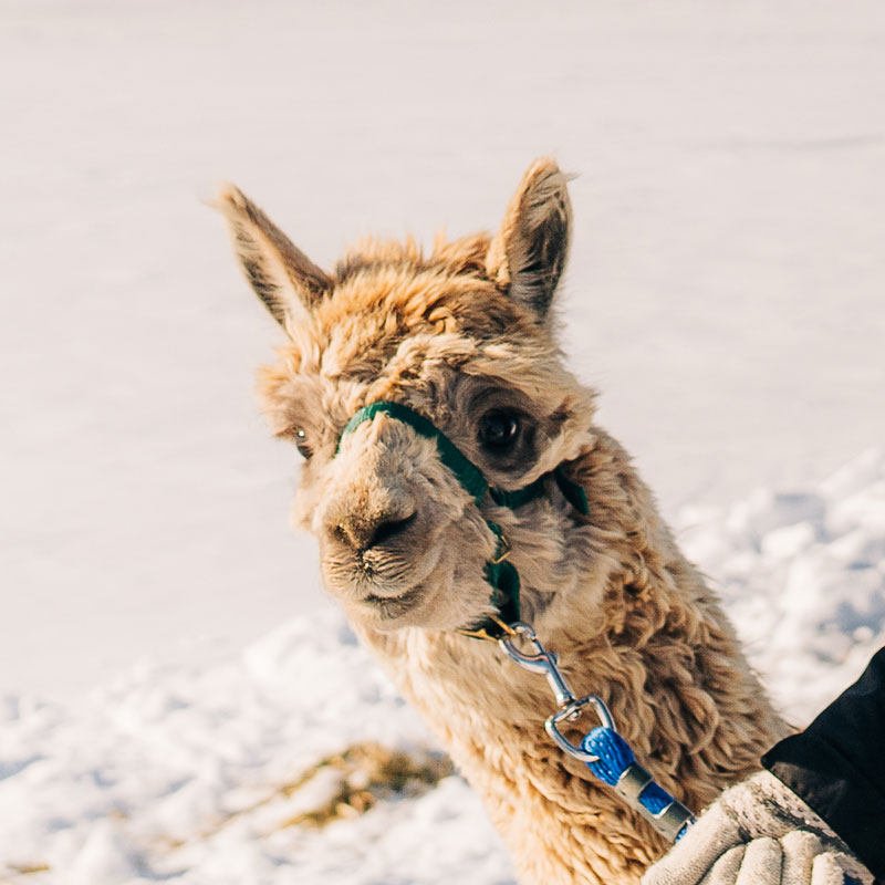 Udderly Ridiculous Farm Life | Alpaca & Goat Farm | Bright, Ontario
