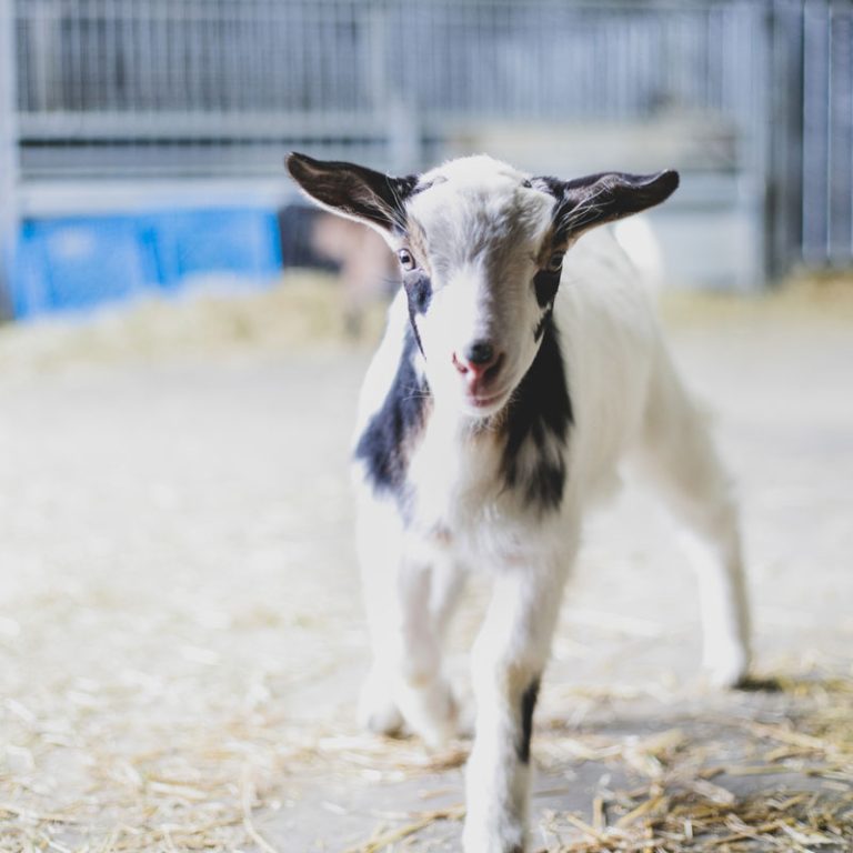 Goat Cuddles | Udderly Ridiculous Farm Life | Goat Farm | Ontario