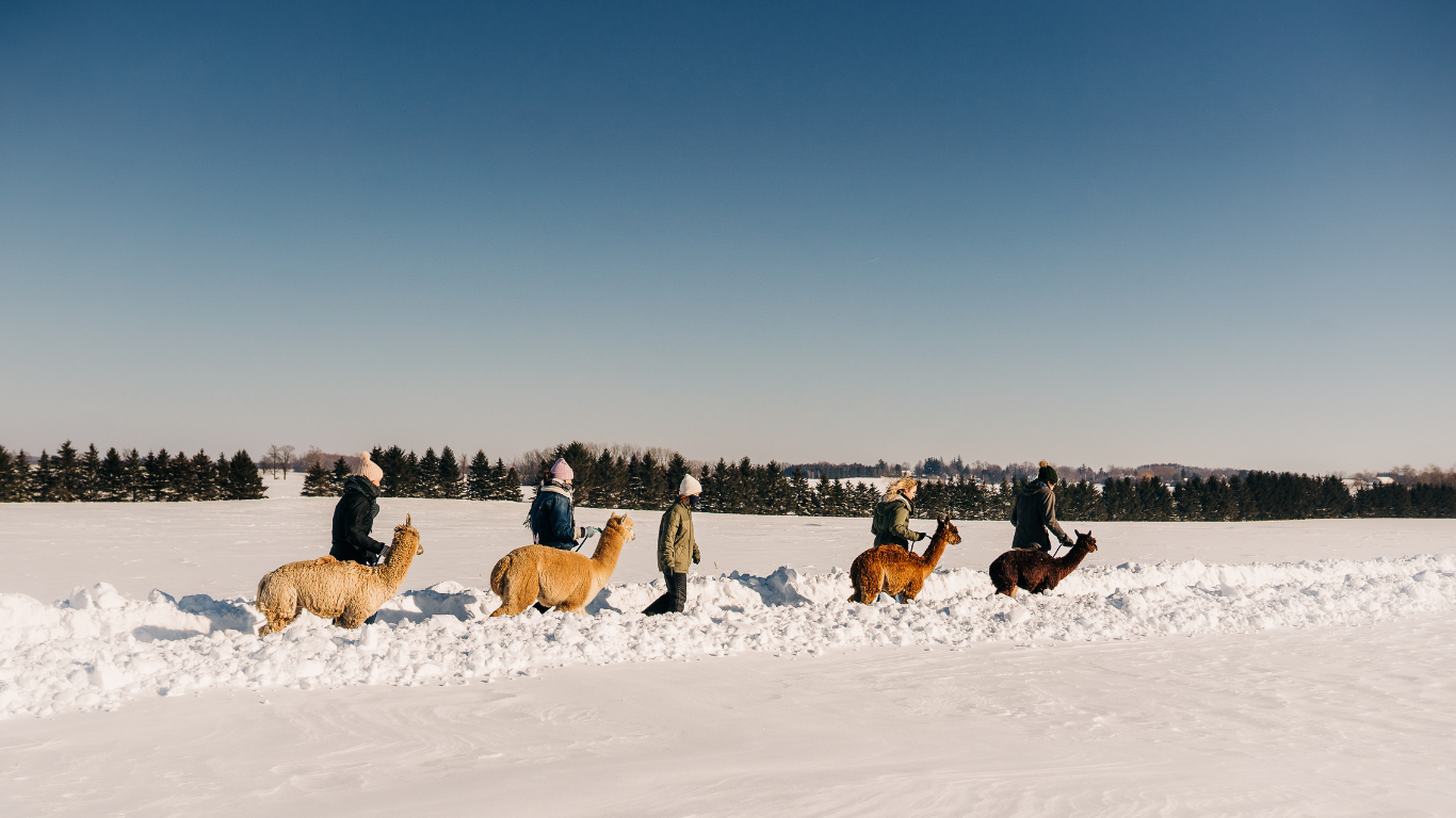 Alpaca Walks | Udderly Ridiculous Farm Life