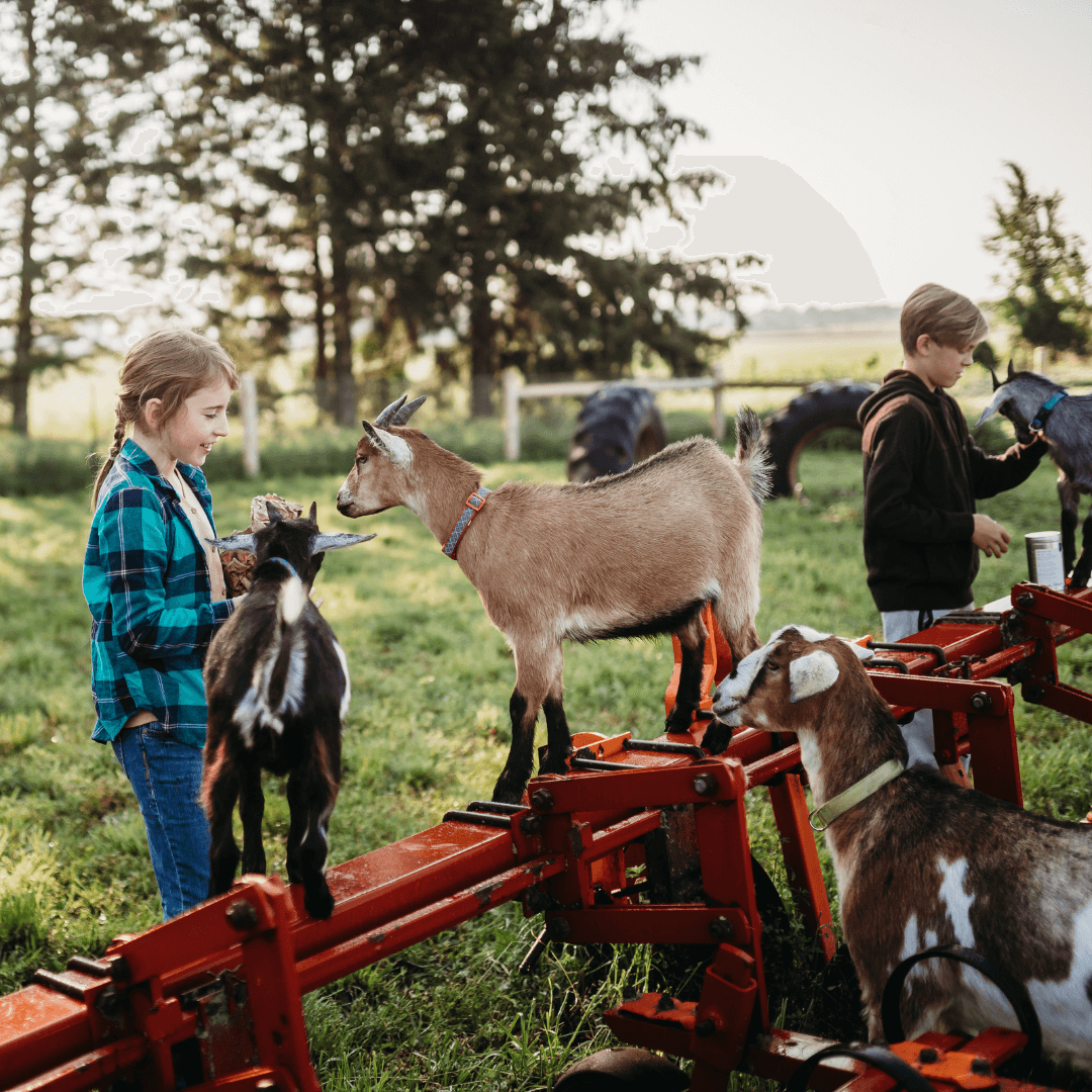 Farm Experiences | Udderly Ridiculous Farm Life