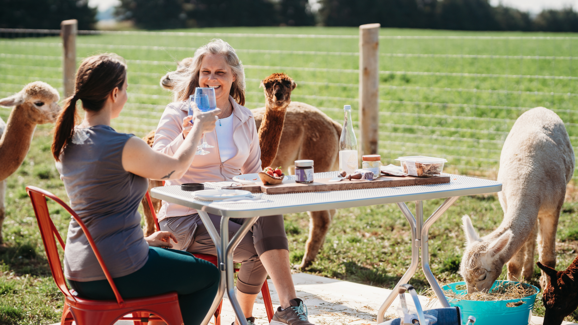 Alpaca Lunch Picnic | Udderly Ridiculous Farm Life