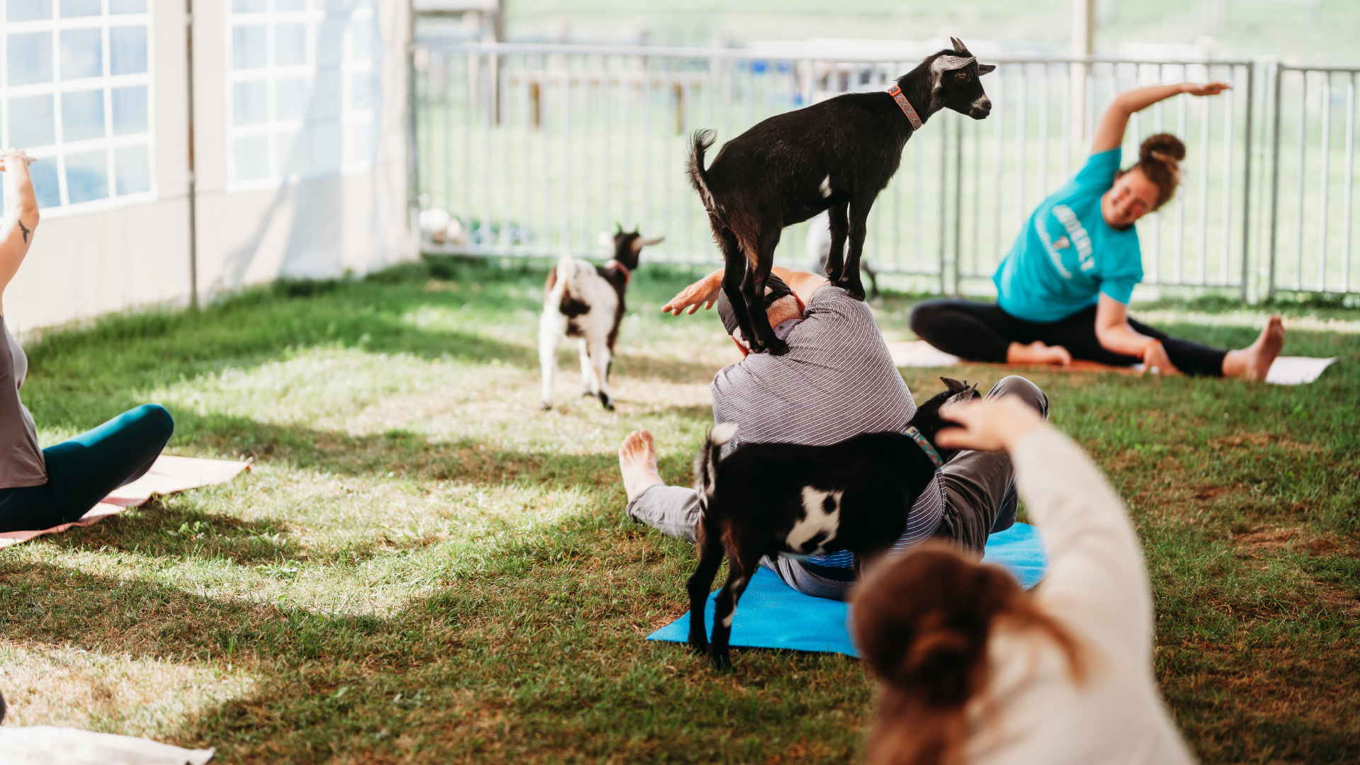 Goat Yoga | Udderly Ridiculous Farm Life