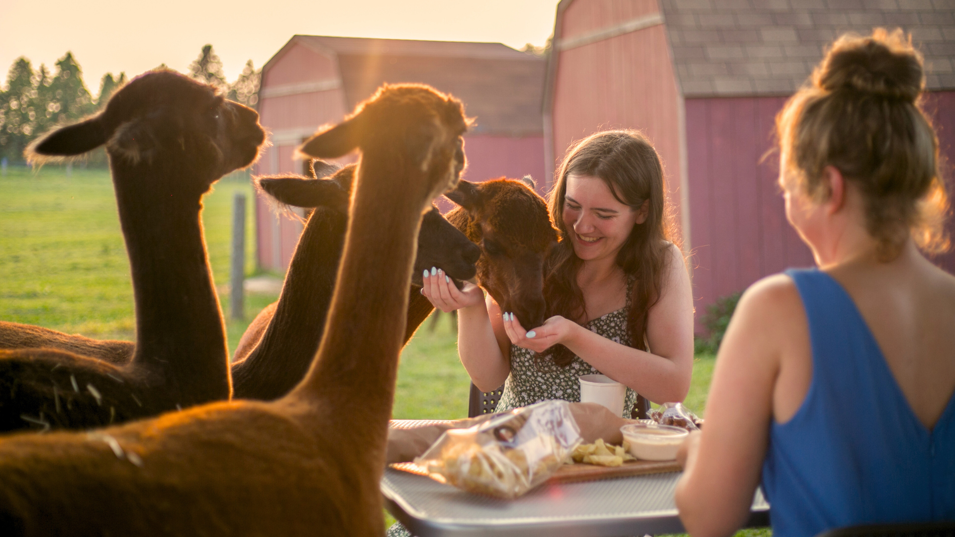 Alpaca Sunset Picnic | Udderly Ridiculous Farm Life