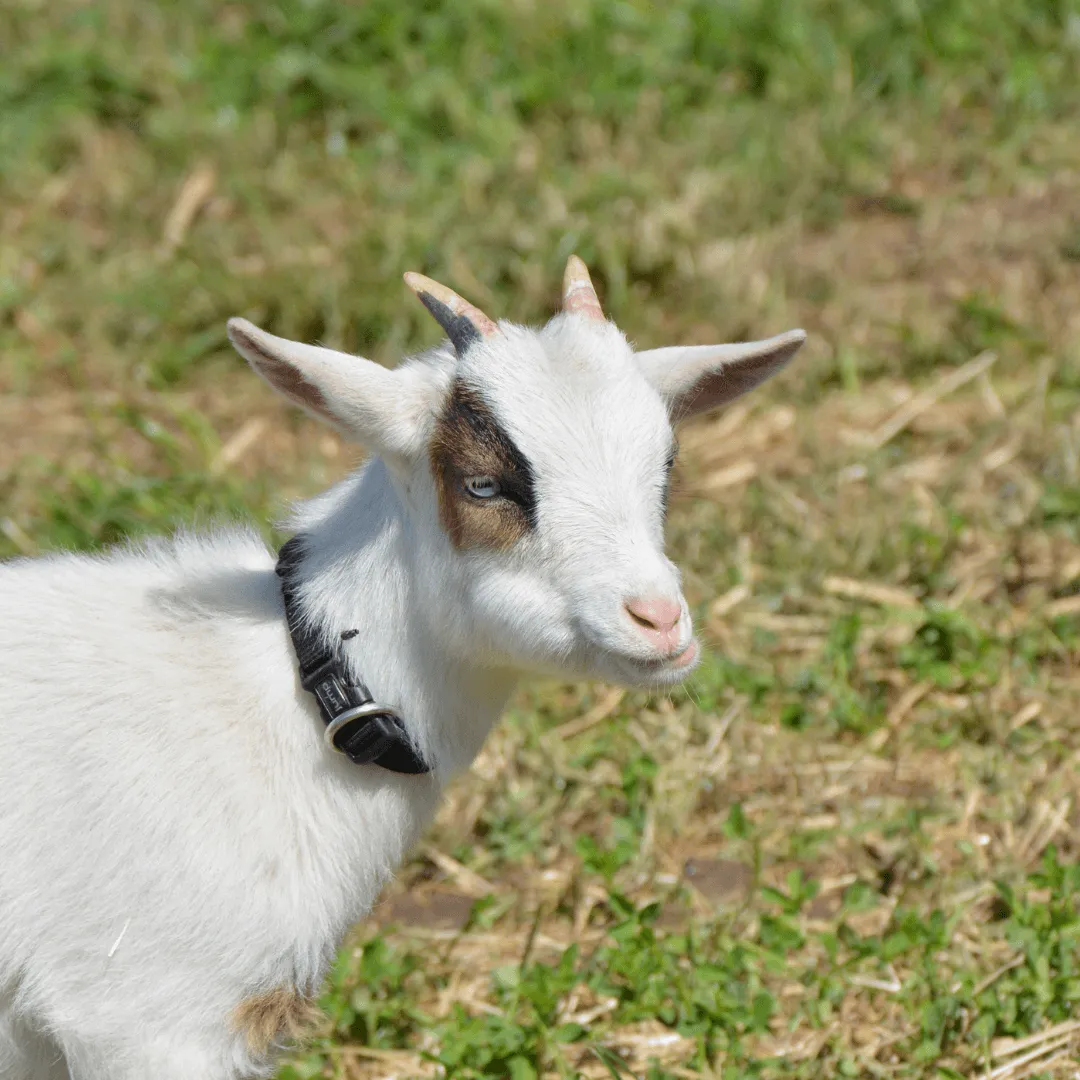 Goat Yoga | Udderly Ridiculous Farm Life