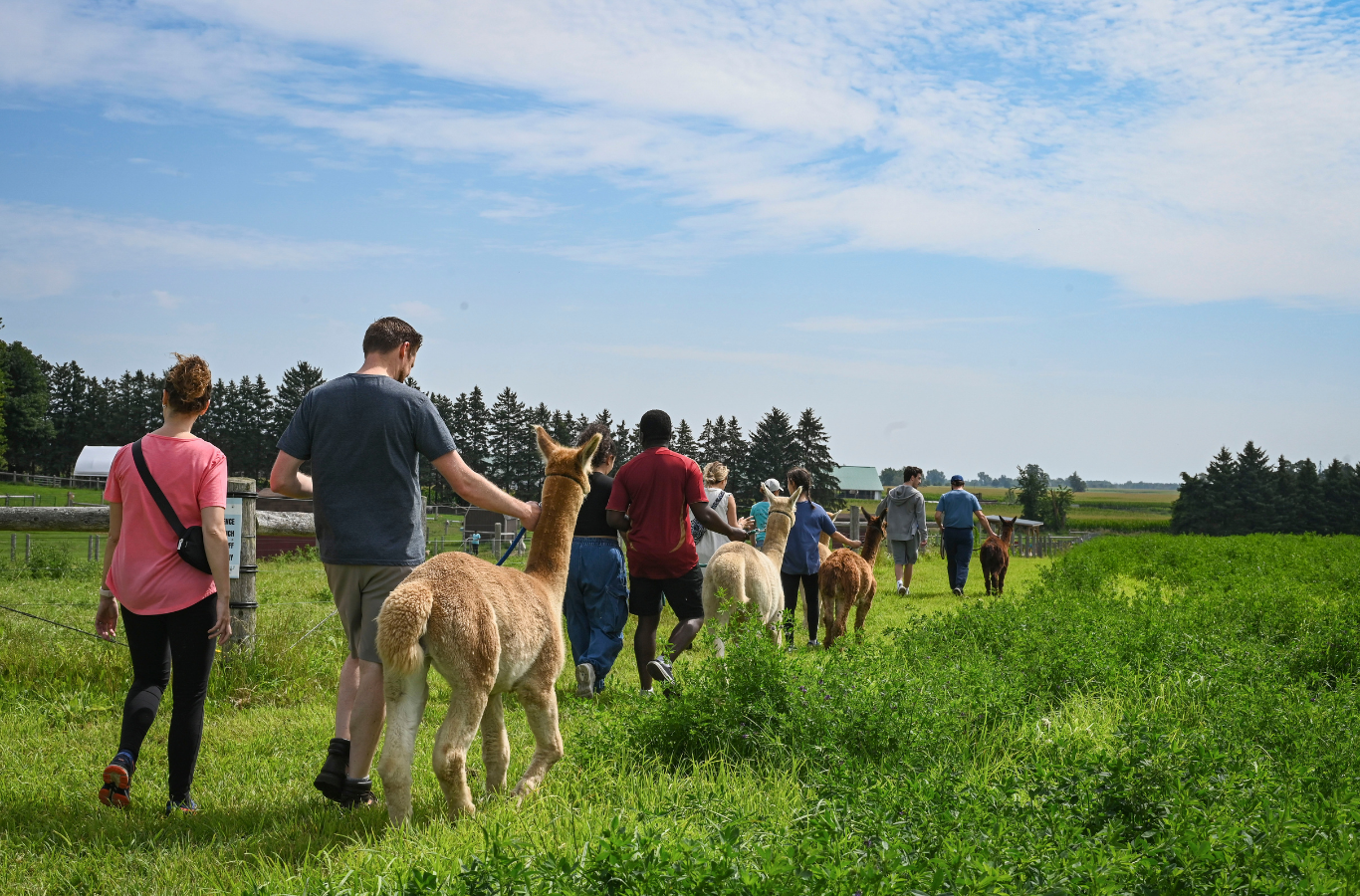 Alpaca Walk & Bond | Udderly Ridiculous Farm Life Alpaca Walks