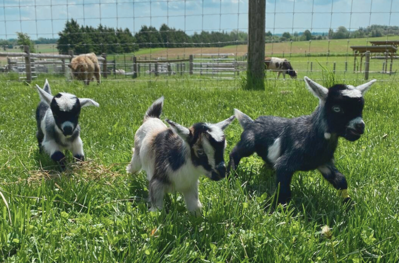 Baby Goat Playtime and Snuggles | Udderly Ridiculous Farm Life