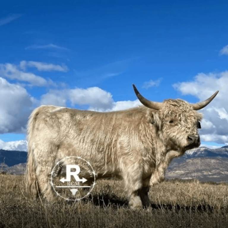Mini Highland Cattle for Sale - Winston | Udderly Ridiculous Farm Life