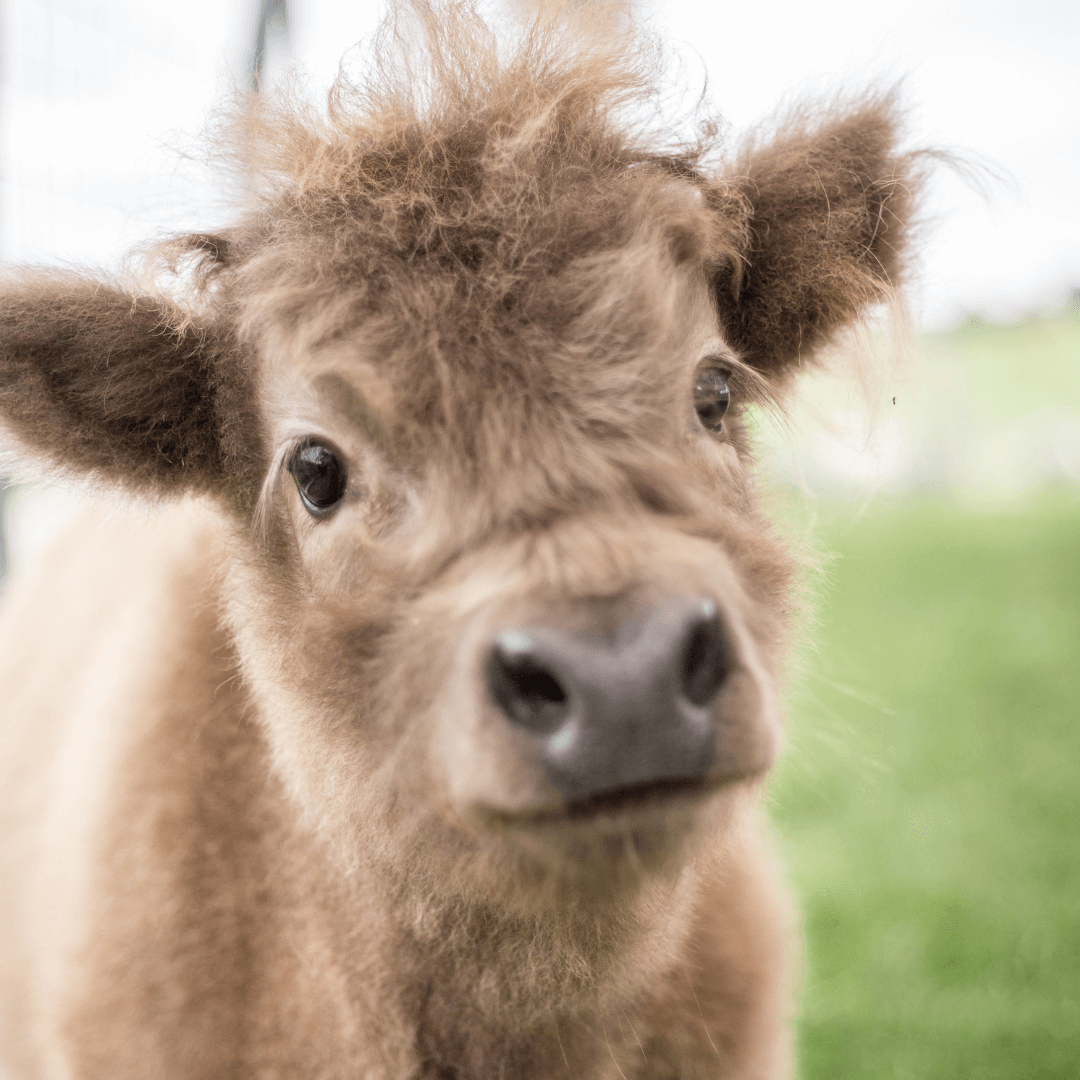 Animals for Sale | Udderly Ridiculous Farm Life
