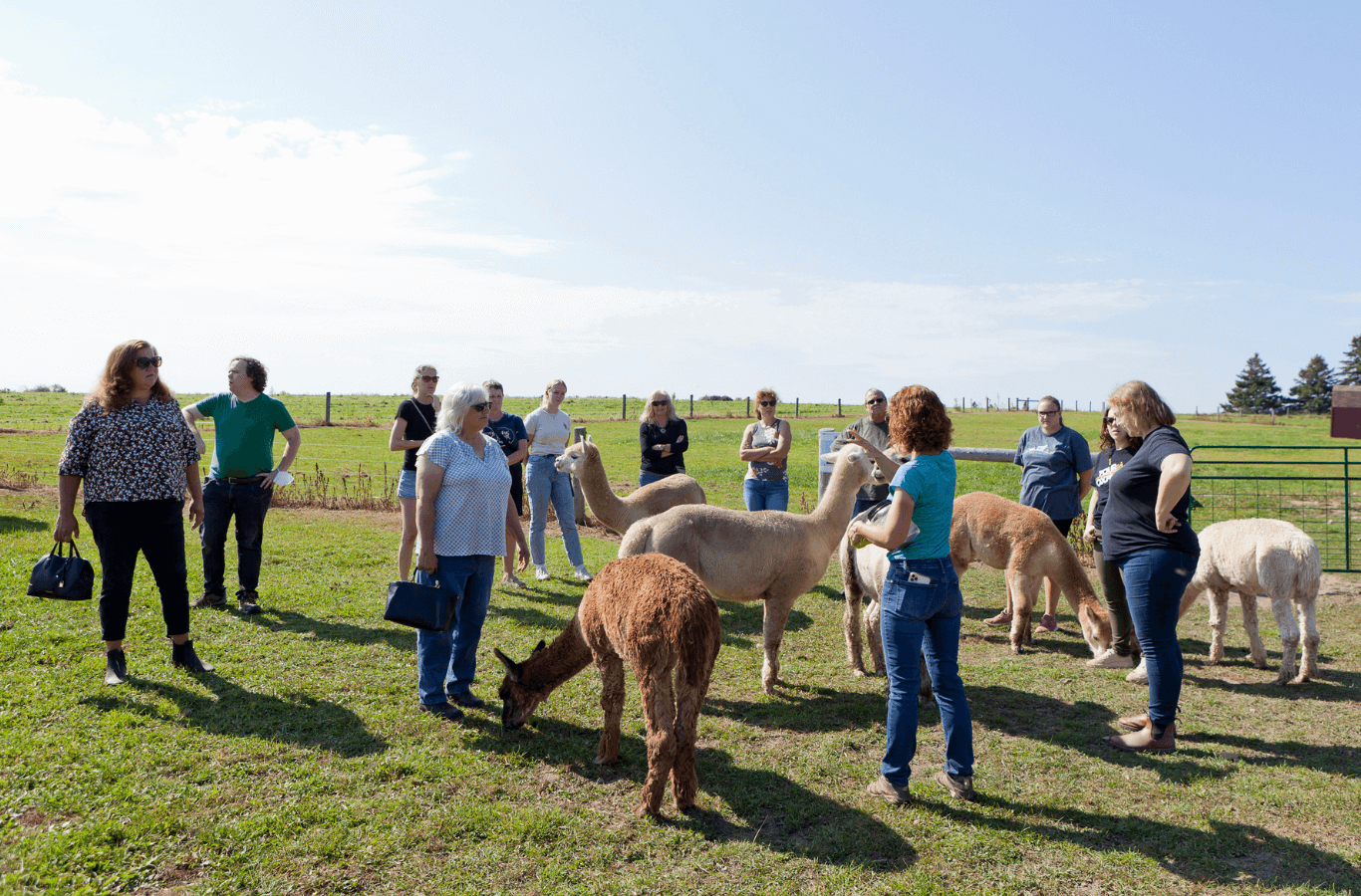 Alpaca Emotional Intelligence (EQ) | Udderly Ridiculous Farm Life Training