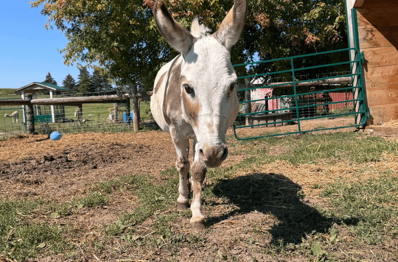 Adopt Stanley - Adopt a Farm Animal