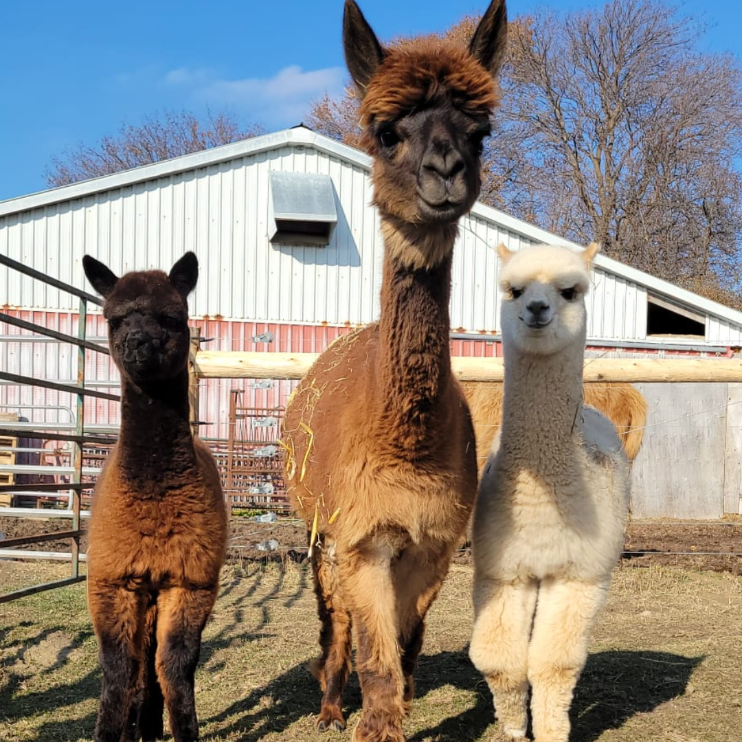 Animals for Sale - Alpaca Starter Herd | Udderly Ridiculous Farm Life