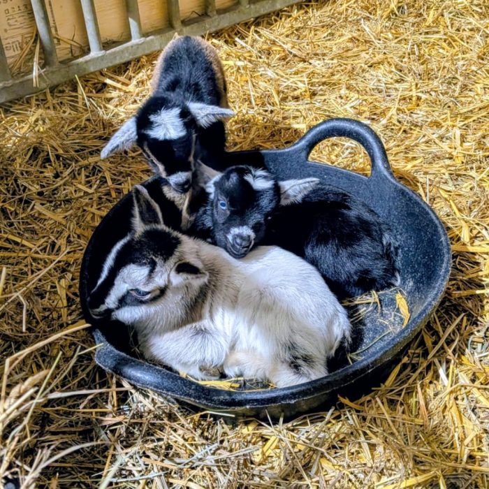 Baby Goat Playtime & Snuggles
