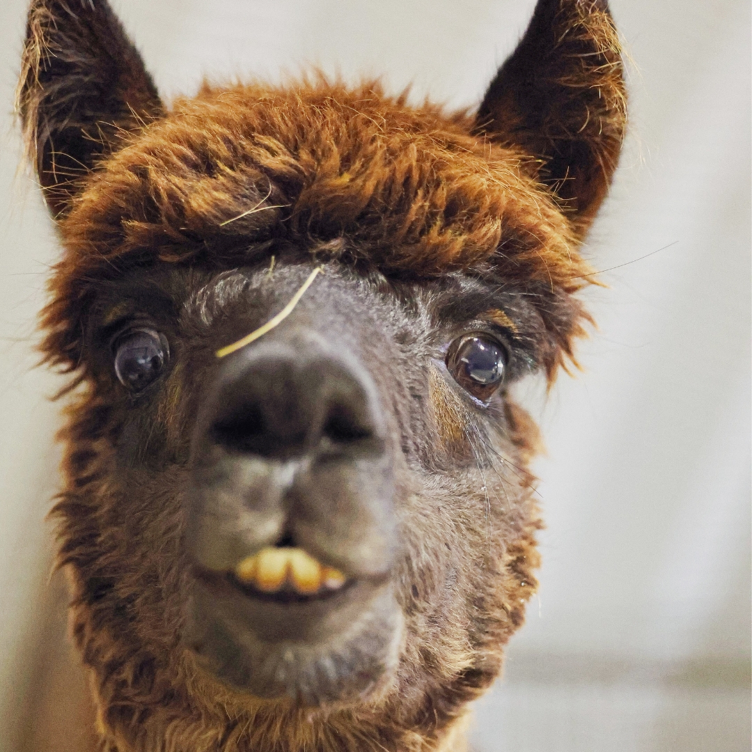 Alpaca Lunch Picnic | Udderly Ridiculous Farm Life