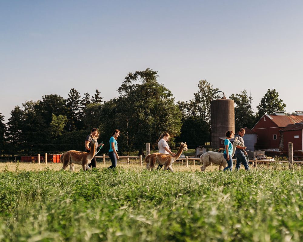 Alpaca Walks | Udderly Ridiculous Farm Life | Alpaca Farm | Ontario