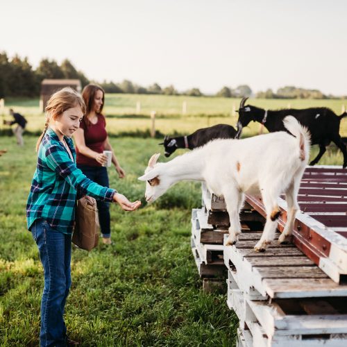 Experiences | Udderly Ridiculous Farm Life | Goat & Alpaca Farm | Ontario